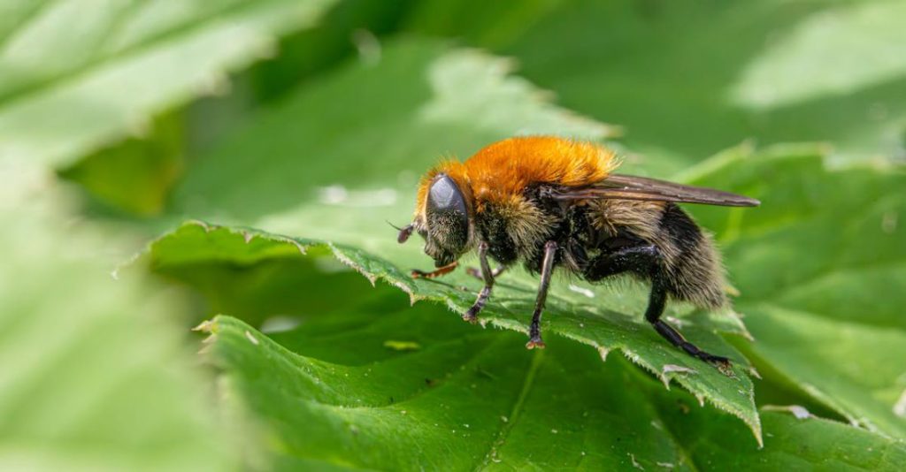 How to Identify Common Garden Pests | Gardener Tool